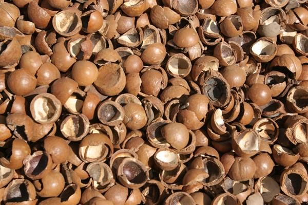 Portable Macadamia Sorting Machine For Kernel And Shell Sting Bug Sorting