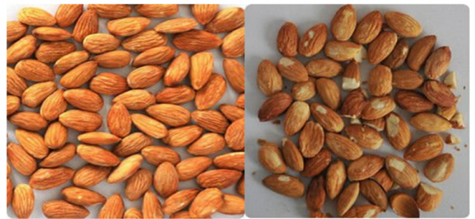 Optical Almonds Sorting Machine With AI Sorting 160 Channel